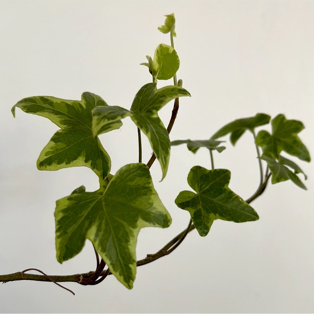 Variegated English Ivy